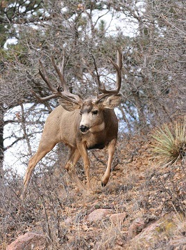 Home - Air Force Academy - iSportsman